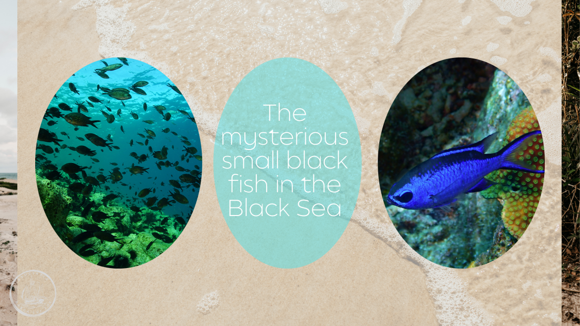 Who are the new small black fish on the Romanian coast?